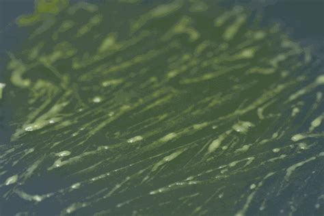 Seeing The Beautiful Intelligence Of Microbes Wired