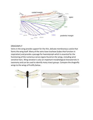 External Morphology Wings Docx