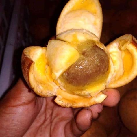 Jual Bibit Pohon Buah Kepel Langka Di Seller Circlet Cengkareng Timur Kota Jakarta Barat Blibli