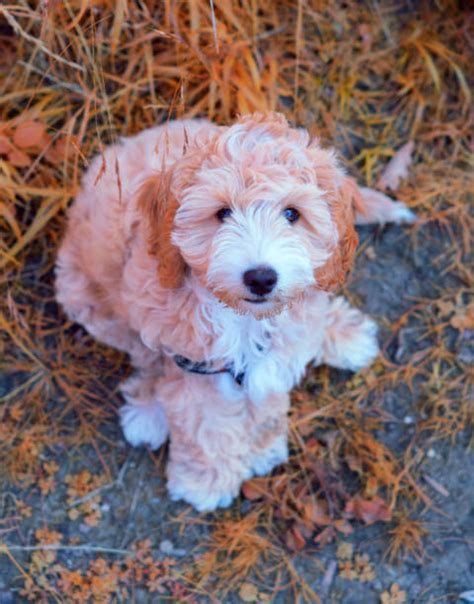 3000 Cockapoo Foto Foto Stok Potret And Gambar Bebas Royalti Istock