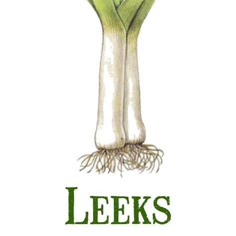 Leeks Etsy