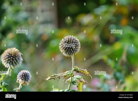 Beautiful Globe Thistle Seed Heads Of Echinops Setifer In Late Autumn