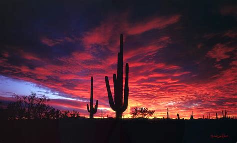 Saguaro Sunset Saguaro National Park Arizona Michael Lynn Roberts
