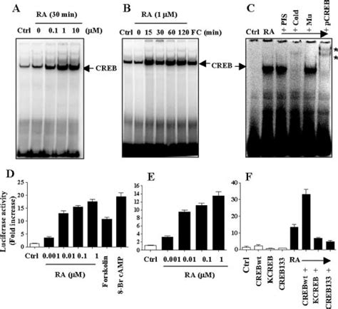 Induction Of Dna Binding Activation Of Creb And Credependent Download Scientific Diagram