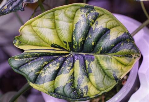 Premium Photo Stunning Yellow And Green Marbled Leaf Of Alocasia Dragon Scale Variegated