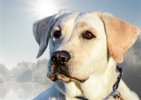 Labrador Retriever Rare Colors Which Is The Costliest Color In A