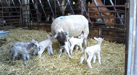 Dorsets Rare Sextuplets Have The Aah Factor Dorset View