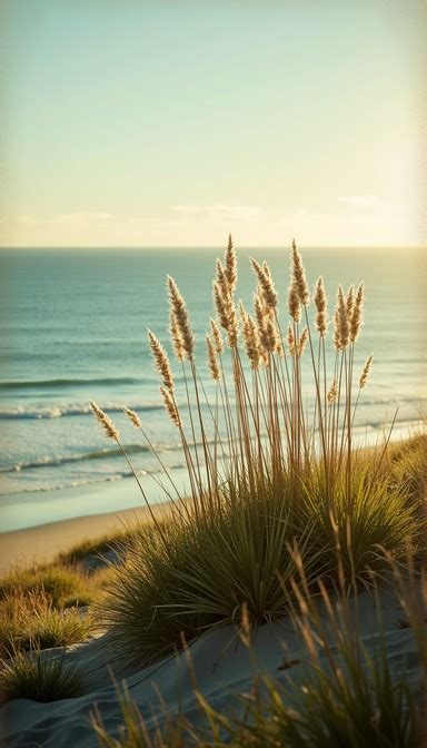 Free Seaside Golden Grass Image Oceanside Coastal Seagrass Download At Stockcake