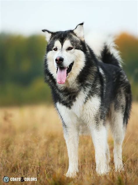 Seal Alaskan Malamute