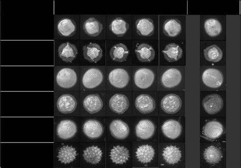 Presents The Recognition Results Based On Six Representative Pollen