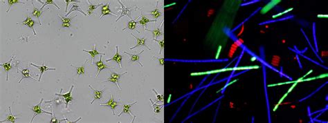 Microalgae Culture Techniques And Management Optimization