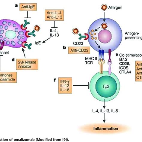 Protein Structure Of Infliximab Modified From 45 Download