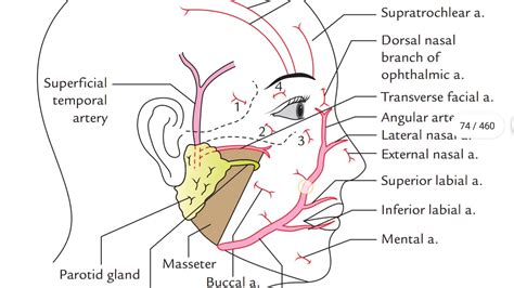 Arteria Transversa Da Face Retoedu
