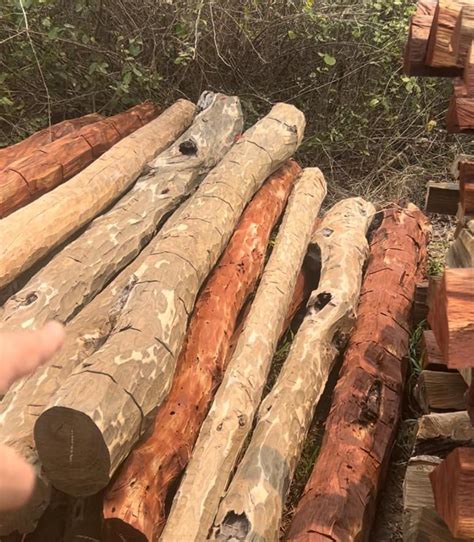 Diario Hoy Fiscalía Constata Deforestación En El Chaco