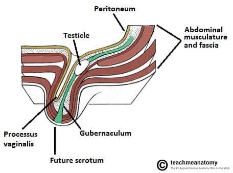 The Inguinal Canal Boundaries Contents Teachmeanatomy