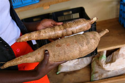 New Manuals Show How To Extend Shelf Life Of Cassava Roots To Increase Incomes And Food Security