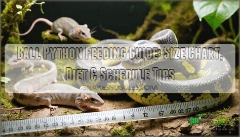 Ball Python Feeding Guide Size Chart Diet And Schedule Tips