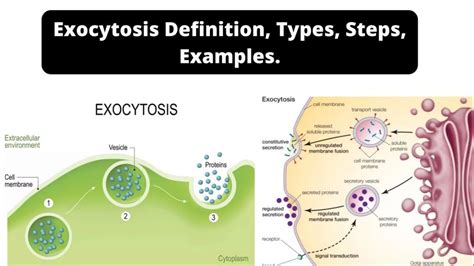 Exocytosis Definition Types Steps Examples Youtube