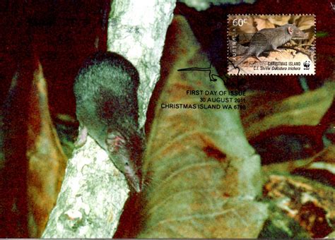 Possibly Extinct Christmas Island Shrew Crocidura Trichura Album On