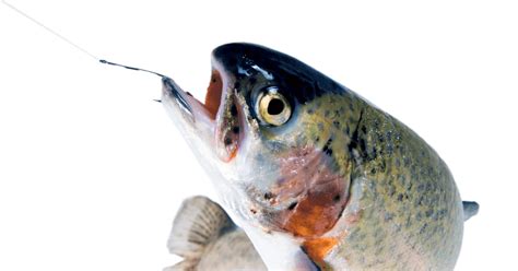What Hook Size And Type Are Best For Trout In All Situations