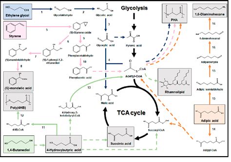 Figure 1 From Biotechnological Plastic Degradation And Valorization Using Systems Metabolic