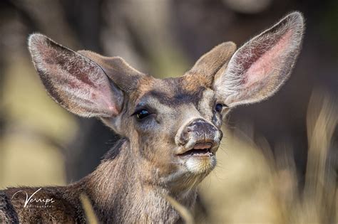 Nra 🦌 Fun Fact Friday Mule Deer Antler Growth 🏞️ Did You Know Mule