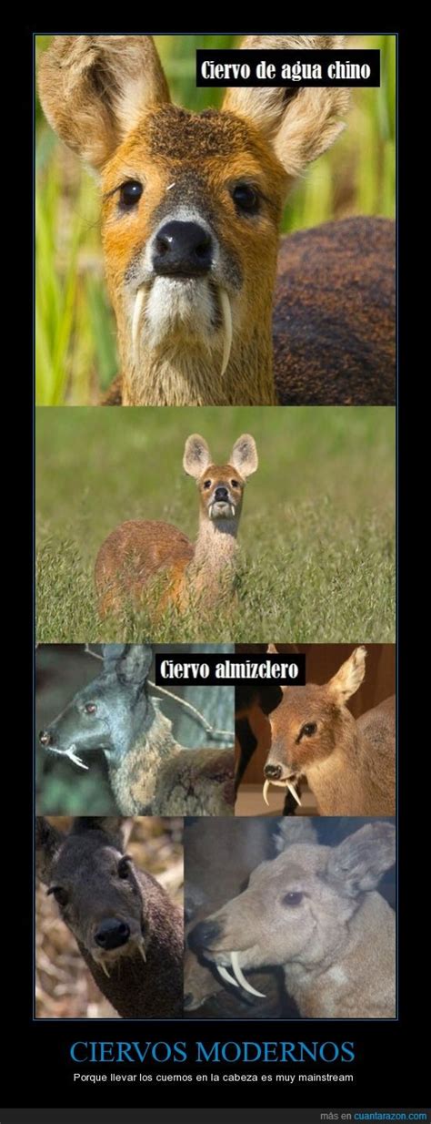 ¡cuánta Razón Ciervos Modernos