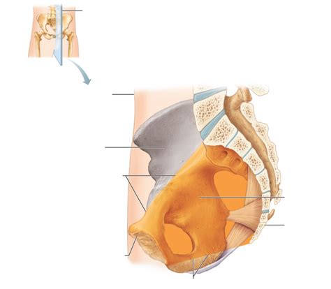 True And False Pelvis Diagram Quizlet
