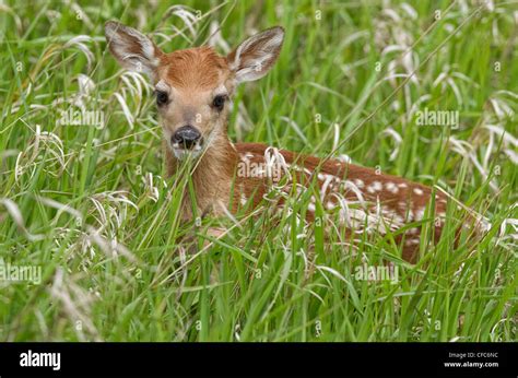 Fawn Odocoileus Hemionus Laying In Grass Waiting For Their Mother To