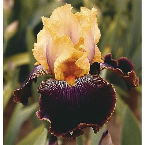 Van Zyverden Bearded Iris Devils Riot Each Delivery Or Pickup Near Me Instacart