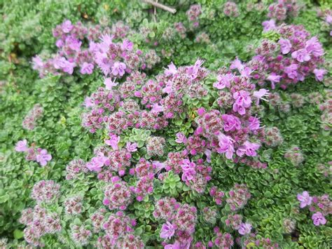 Thymus Praecox Minor Kwekerij De Boever
