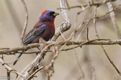 Passerin Varié Passerina Versicolor