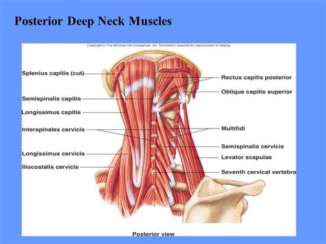 Cervical Spine Posterior Muscles