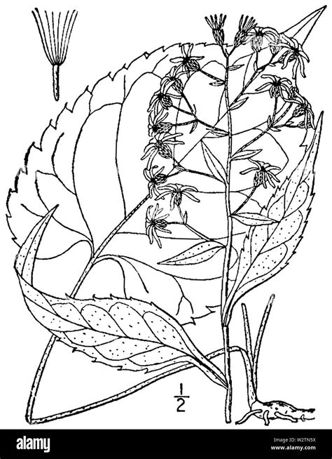 Schreberi Cut Out Stock Images And Pictures Alamy