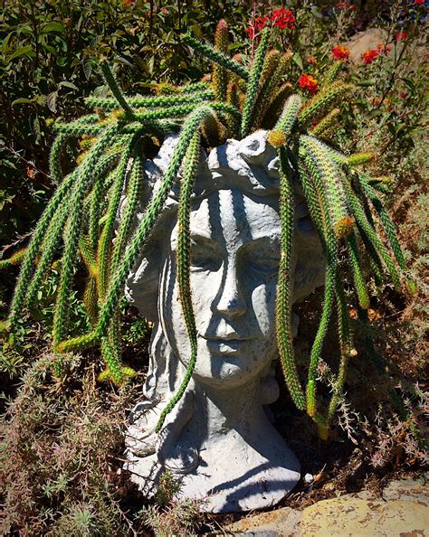 Medusa Head With Cactus Cactus Art Cactus Garden Succulents Garden