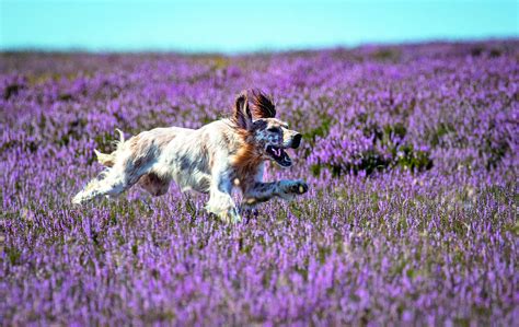 English Setters The Field