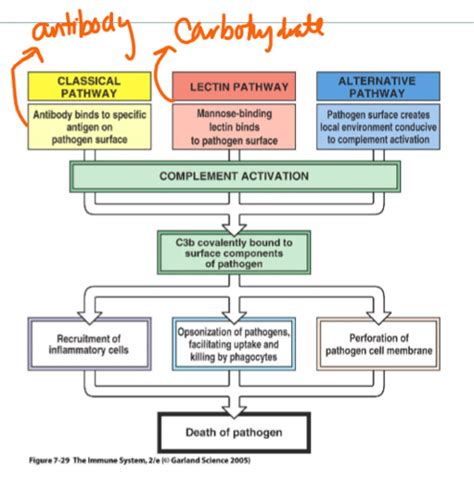 Microbiology Lecture 4 The Complement System Flashcards Quizlet