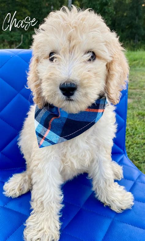 White Goldendoodle Full Grown