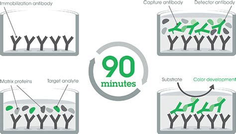 Immunoassay Design Challenges And Solutions Biocompare The Buyers