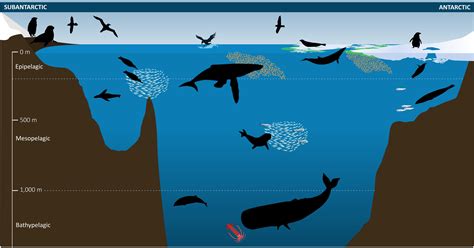 Antarctic Ecosystem