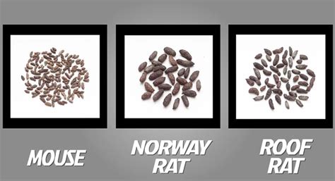 What To Do When You See Mouse Droppings Alta Pest Control