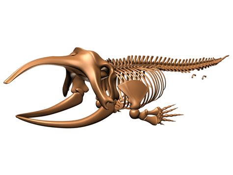 Bowhead Whale Skeleton 3d Model 79 Obj Max Free3d