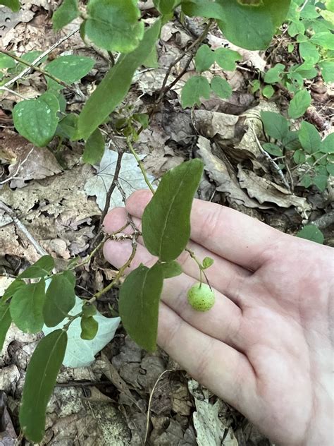 Deerberry From Monongalia County Wv Usa On September 03 2022 At 04 41 Pm By Alyssa Landa