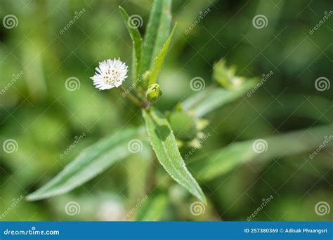 The Beautiful Grass Flower Was In The Field Stock Image Image Of