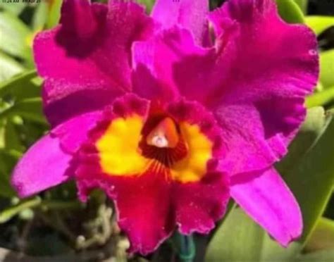 Rlc Dick Smith Dark Beauty Cr Orchid Nursery