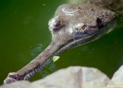 Gharial Image Only