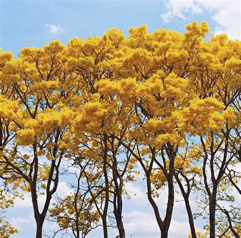 Buddedgrafted Fruit Bearing Trees