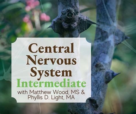 Herbs And The Central Nervous System Neurotransmitters