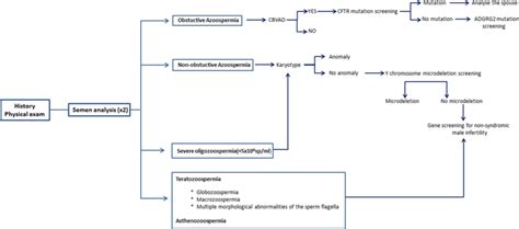 The Workflow For Genetic Tests In Male Infertility According To Semen