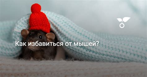 Как избавиться от крыс на чердаке - 96 фото